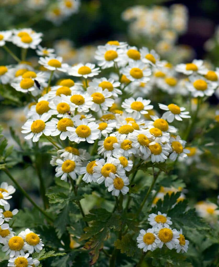 Le bisabolol : définition, bienfaits, utilisation - Great and Green