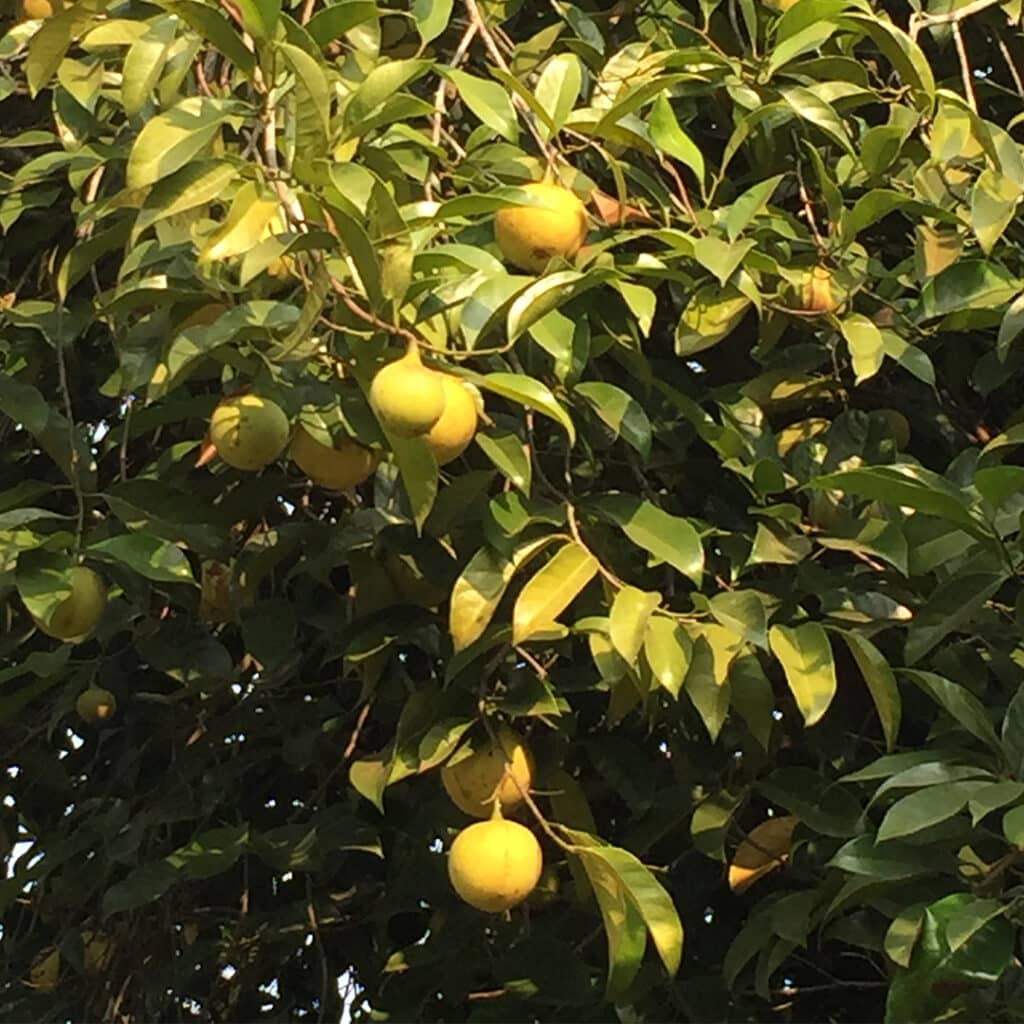 Le carène : définition, bienfaits, utilisation - Great and Green