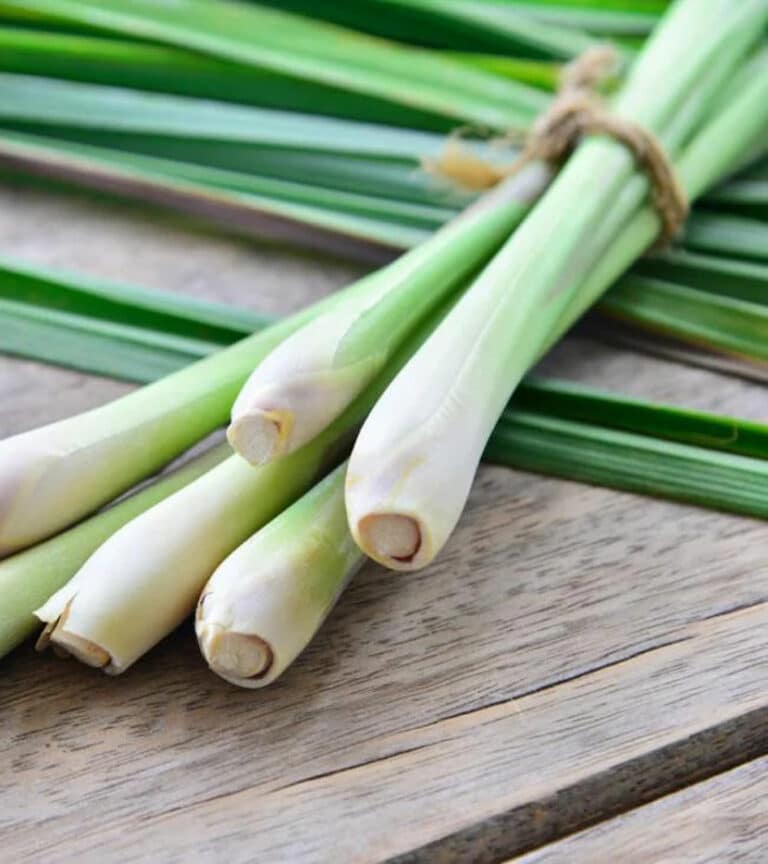 Le Citronellol : définition, bienfaits, utilisation - Great and Green