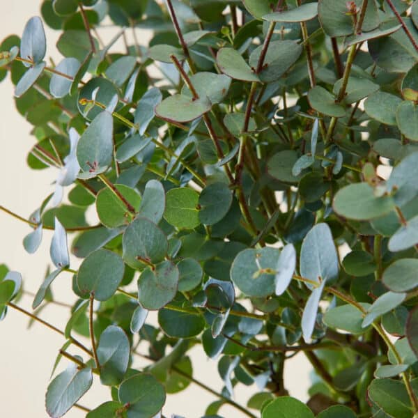 L'eucalyptol : définition, bienfaits, utilisation - Great and Green