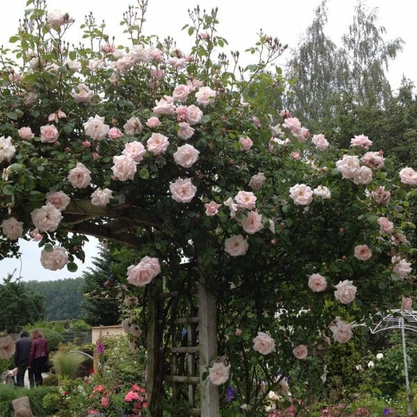 Le géraniol : définition, bienfaits, utilisation - Great and Green