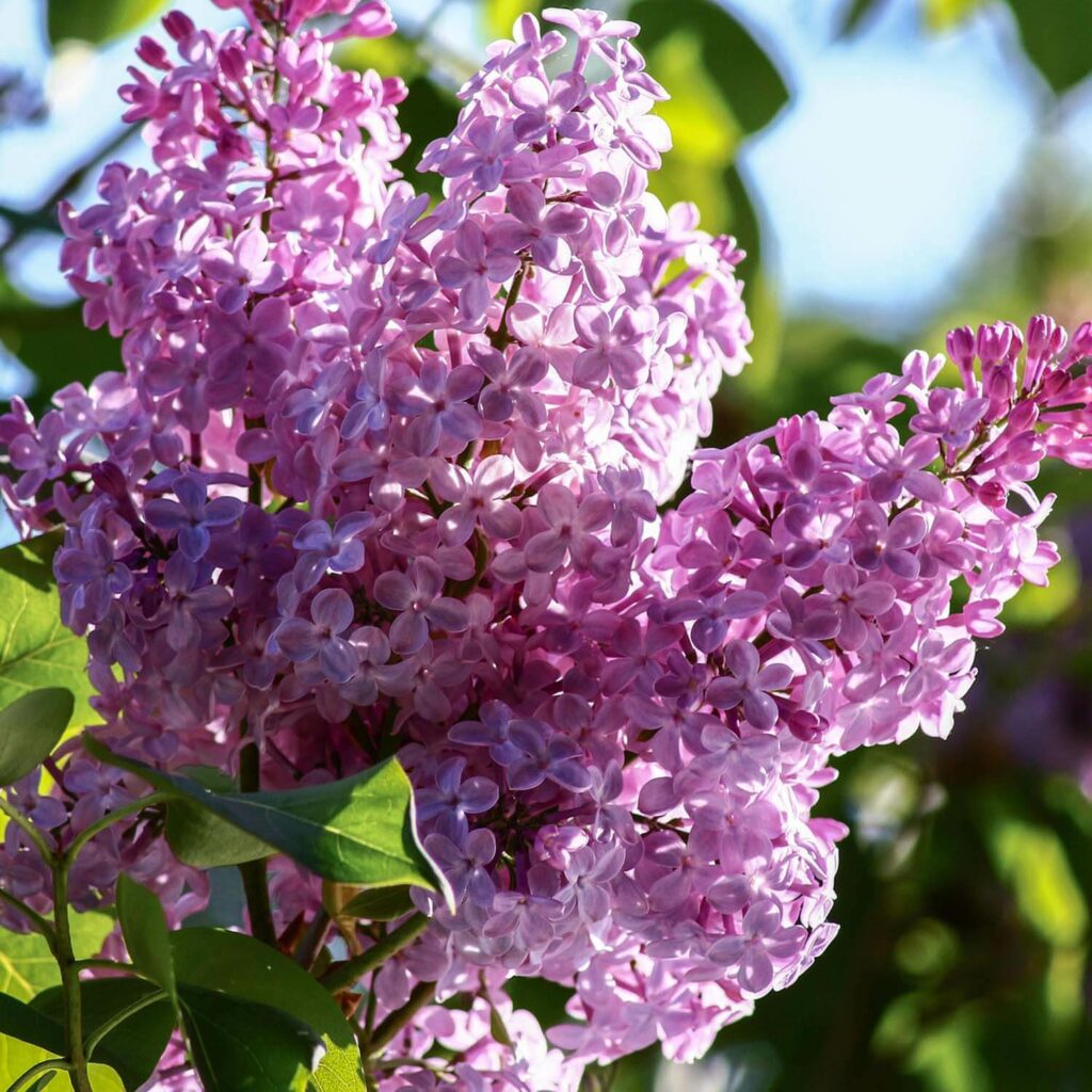 Le Terpinéol : définition, bienfaits, utilisation - Great and Green